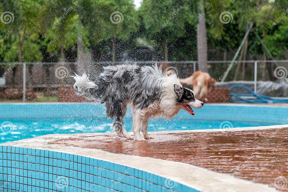 Border Collie Playing by the Pool Stock Image - Image of border ...