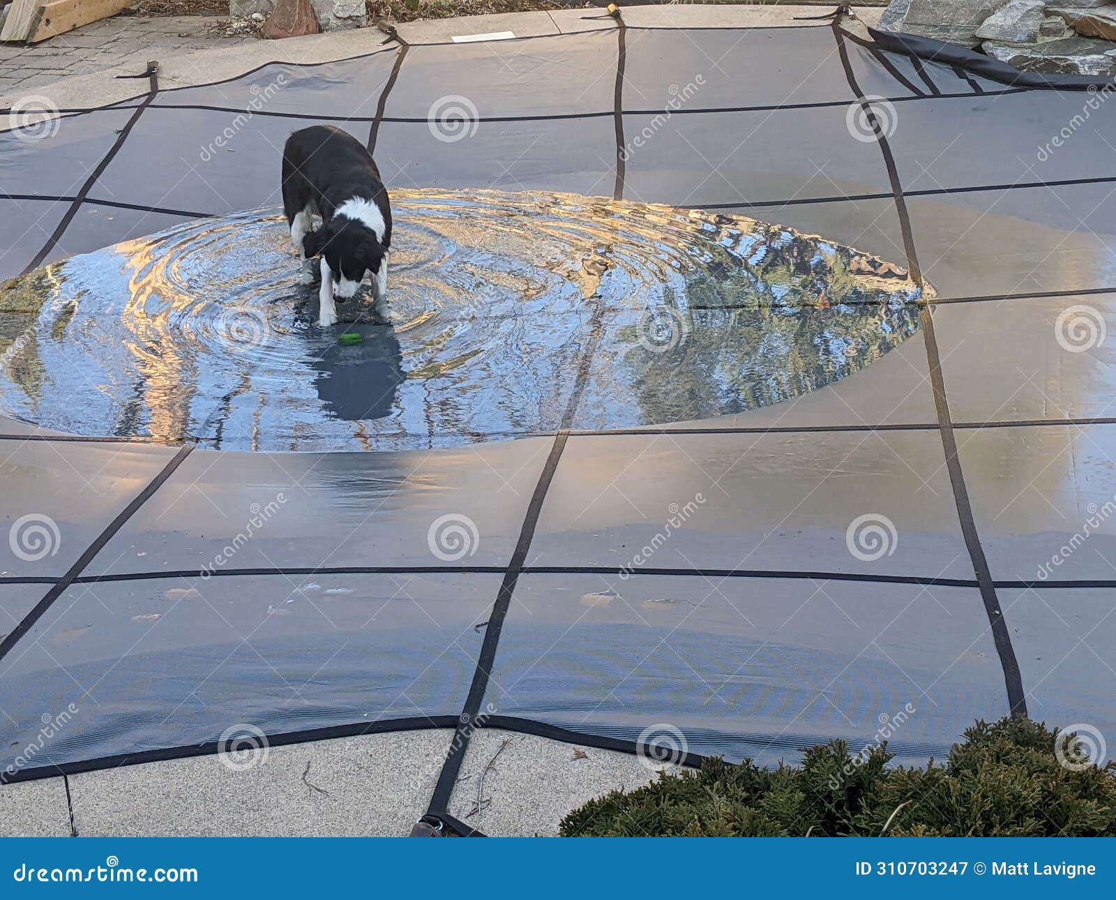 A Border Collie Playing in a Puddle on the Pool Safety Cover Stock ...