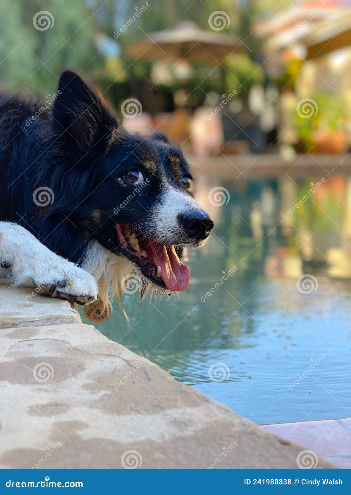 Border collie poolside stock photo. Image of poolside - 241980838