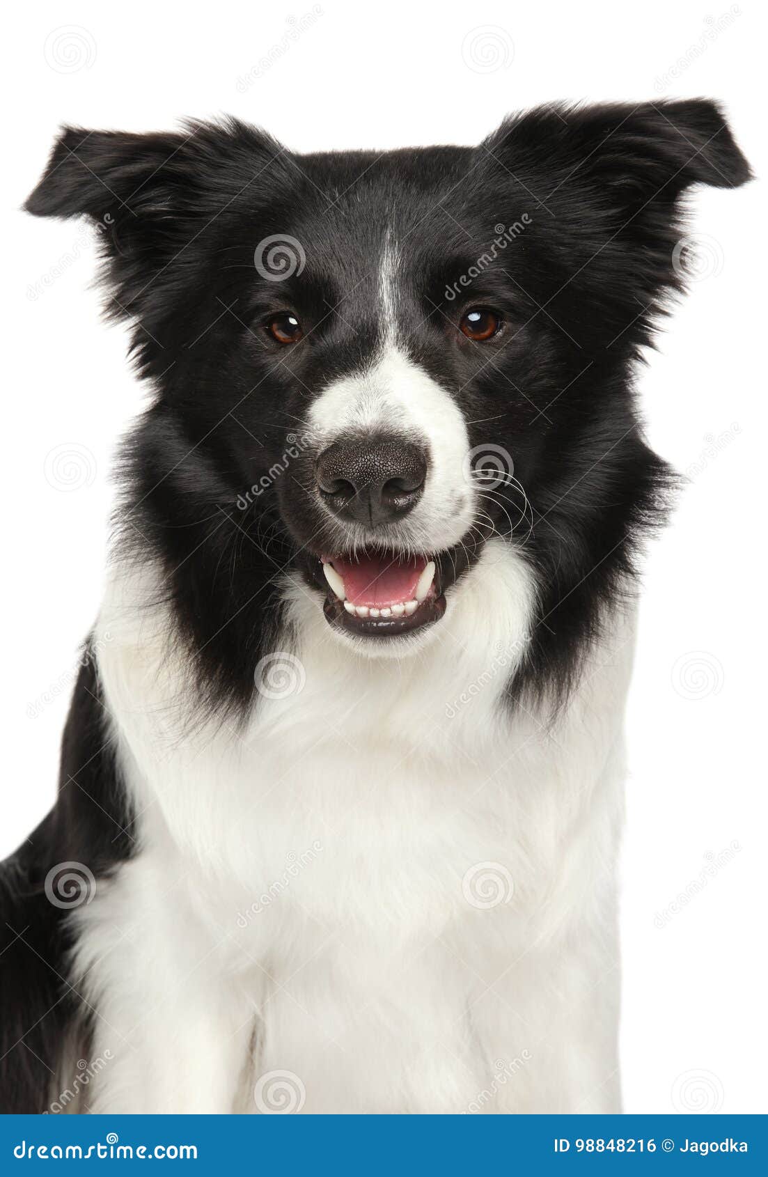 Border Collie portrait stock photo. Image of funny, bred - 98848216