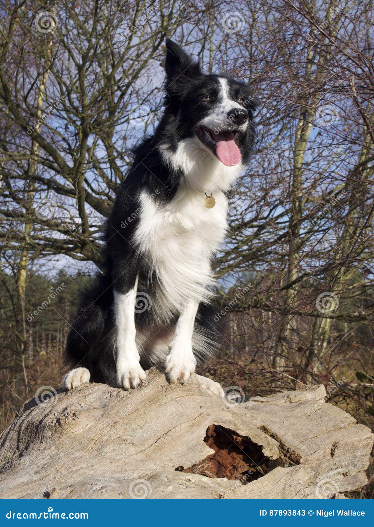 Border Collie stock image. Image of sheepdog, teeth, trunk - 87893843