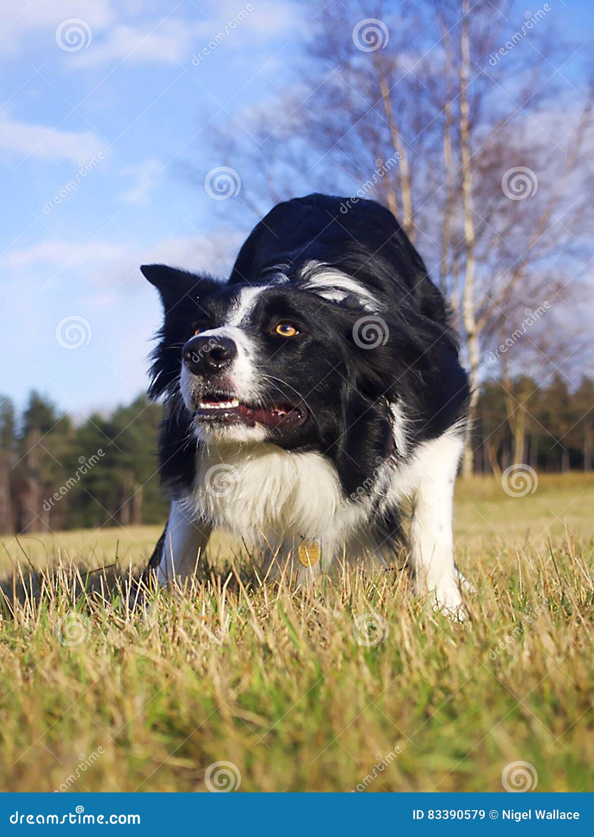 Border Collie stock image. Image of love, farmer, landscape - 83390579