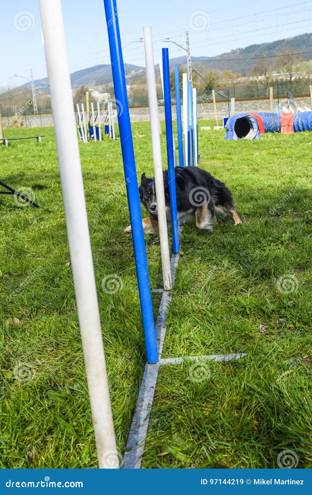 Border Collie Practicing the Sport of Agility Stock Image - Image of ...