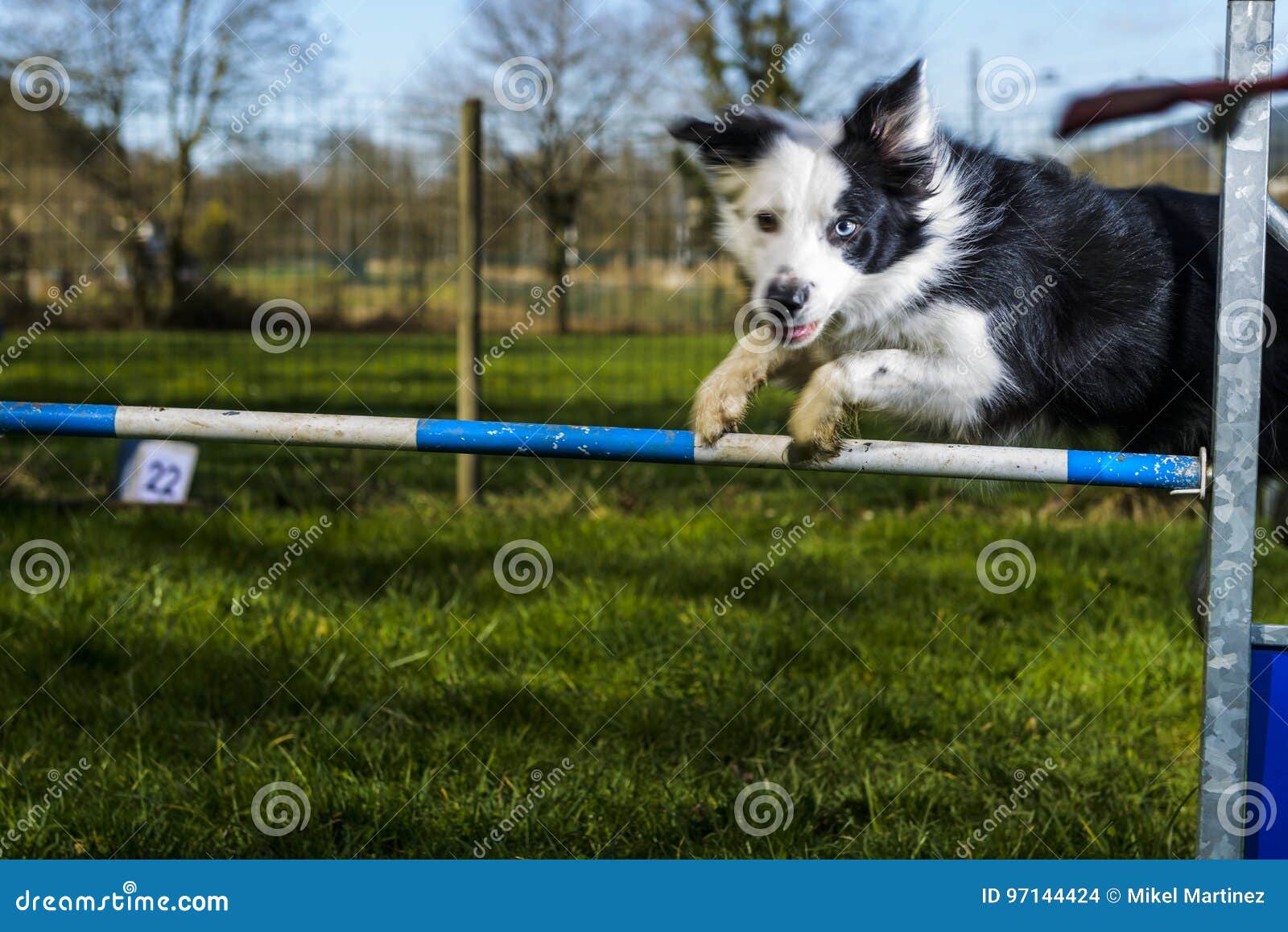 Border Collie Practicing the Sport of Agility Stock Photo - Image of ...