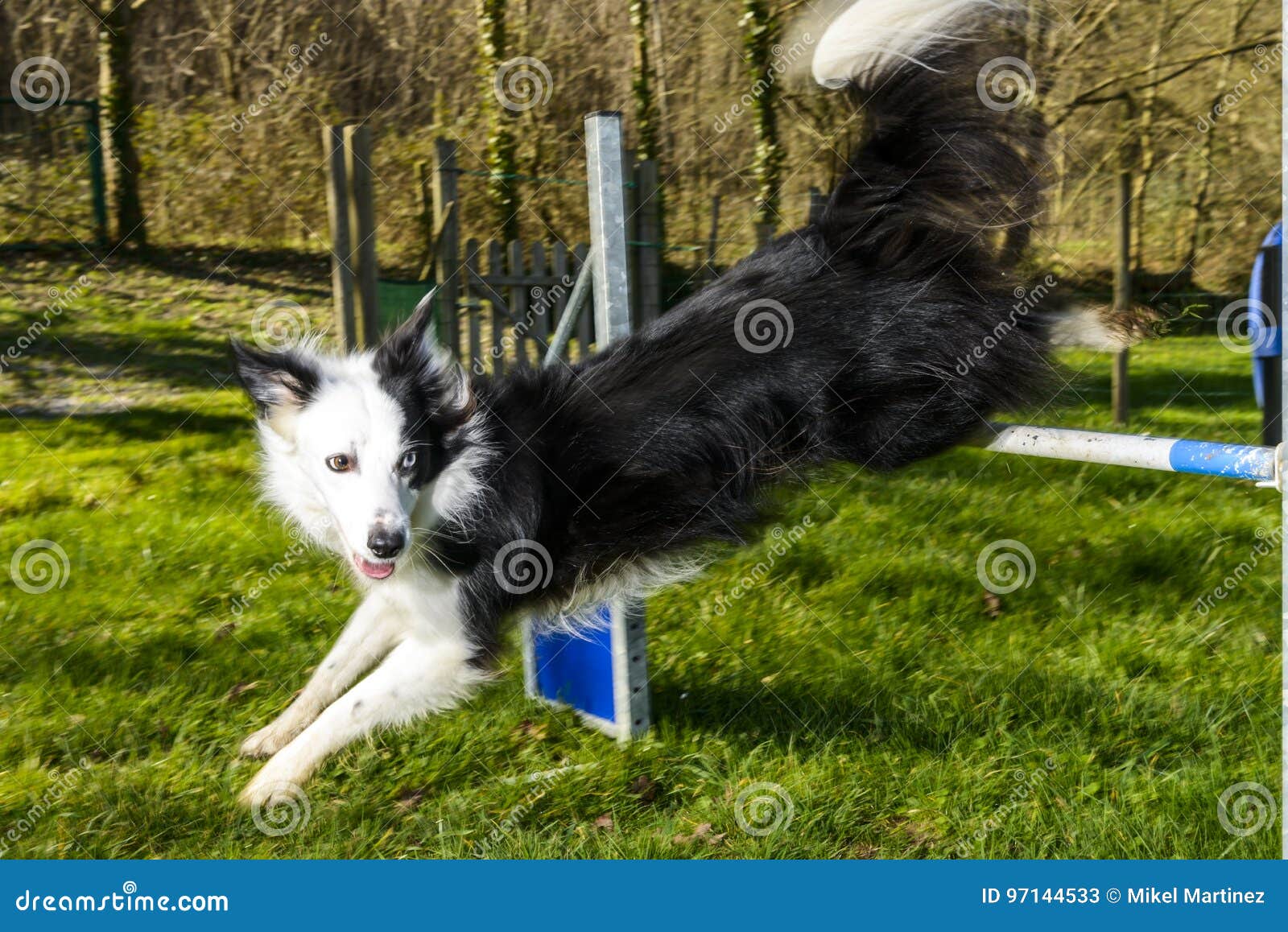 Border Collie Practicing the Sport of Agility Stock Image - Image of ...