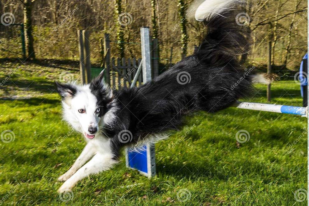 Border Collie Practicing the Sport of Agility Stock Image - Image of ...