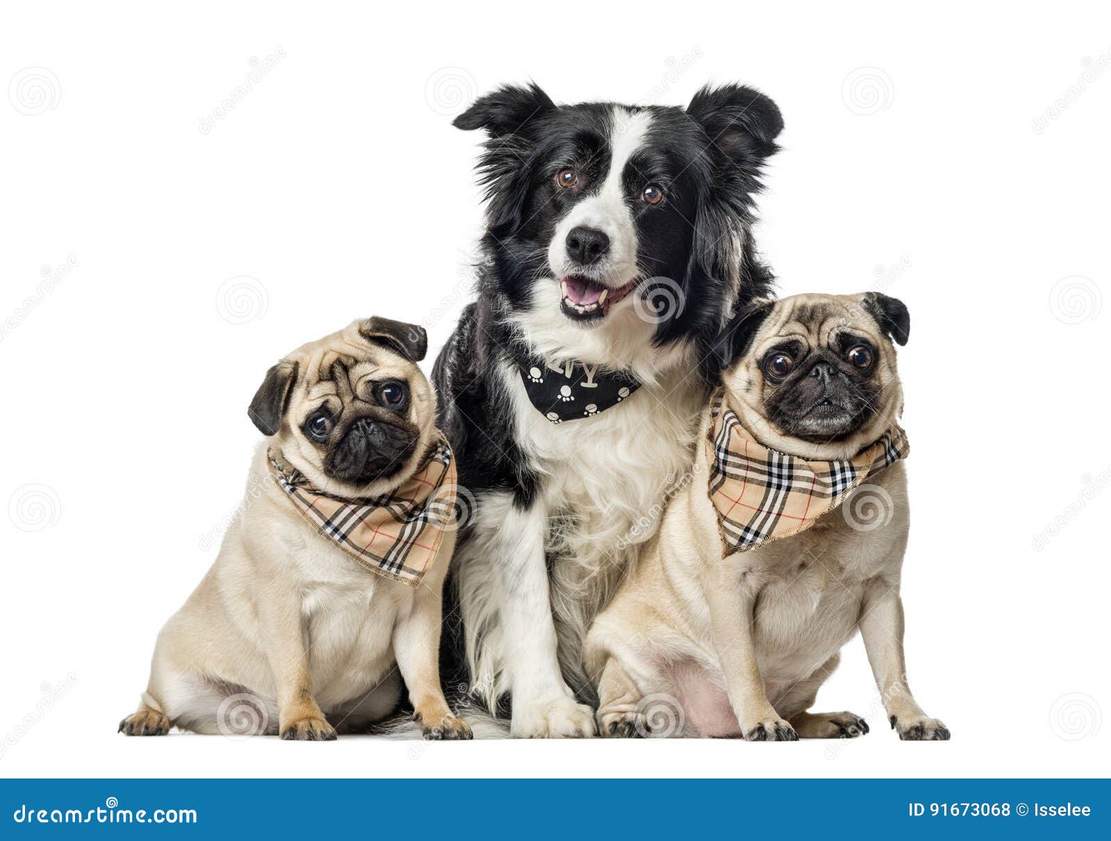 Border Collie and Pugs with Scarfs Sitting, Isolated Stock Photo ...