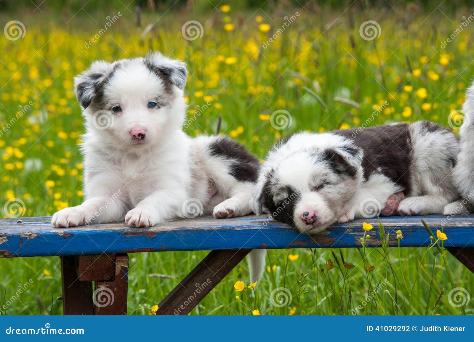 Border collie puppies stock photo. Image of bench, sleeping - 41029292
