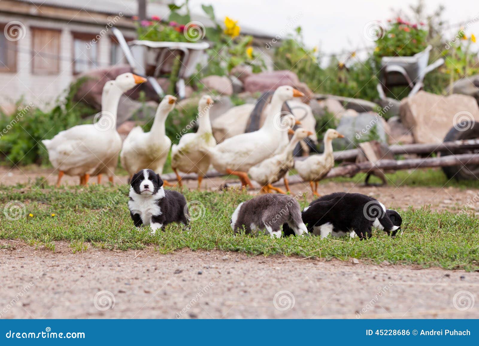 Border Collie Puppies Playing Outside on the Farm Stock Photo - Image ...