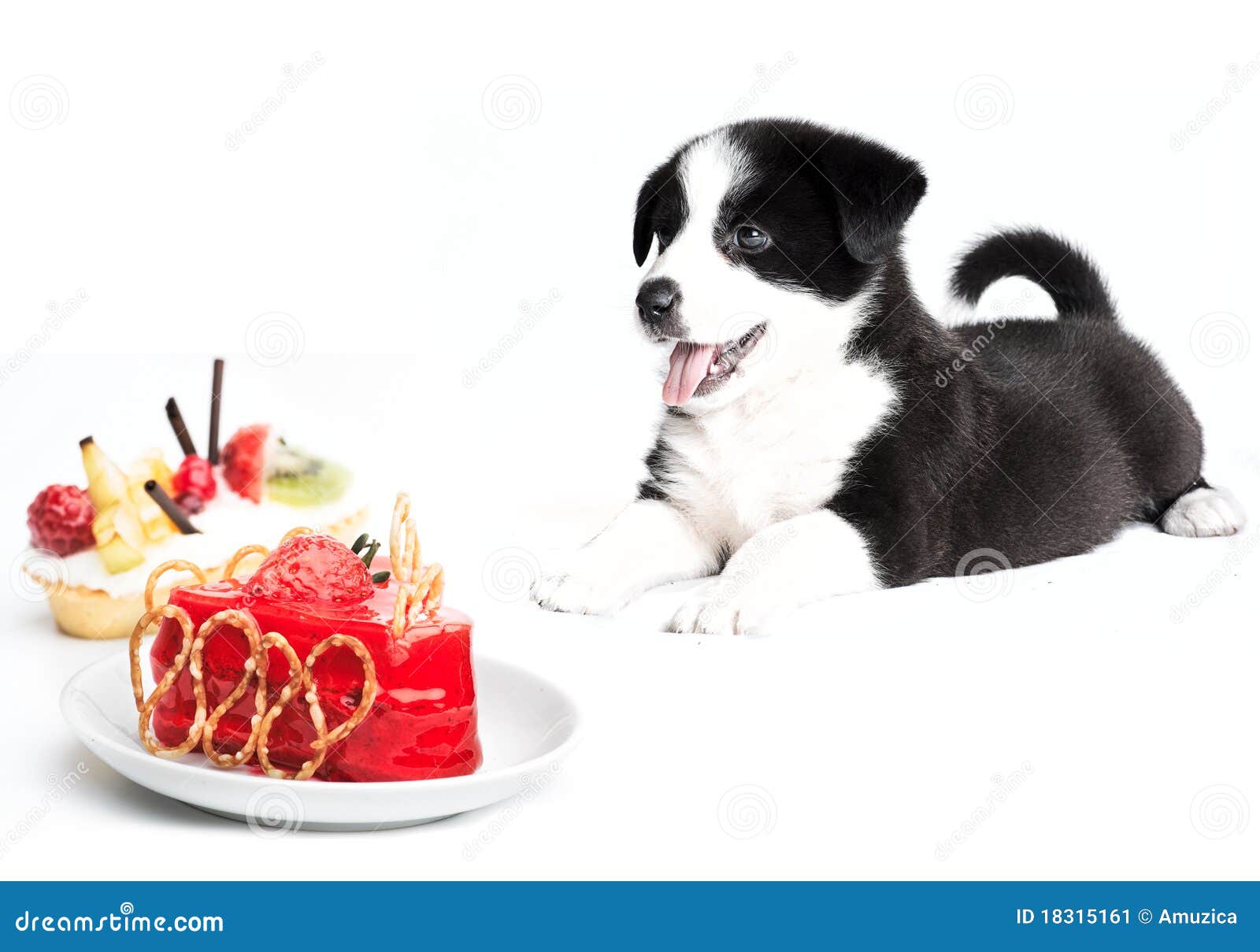 Border Collie Puppy and Cake Stock Image - Image of gourmet, looking ...