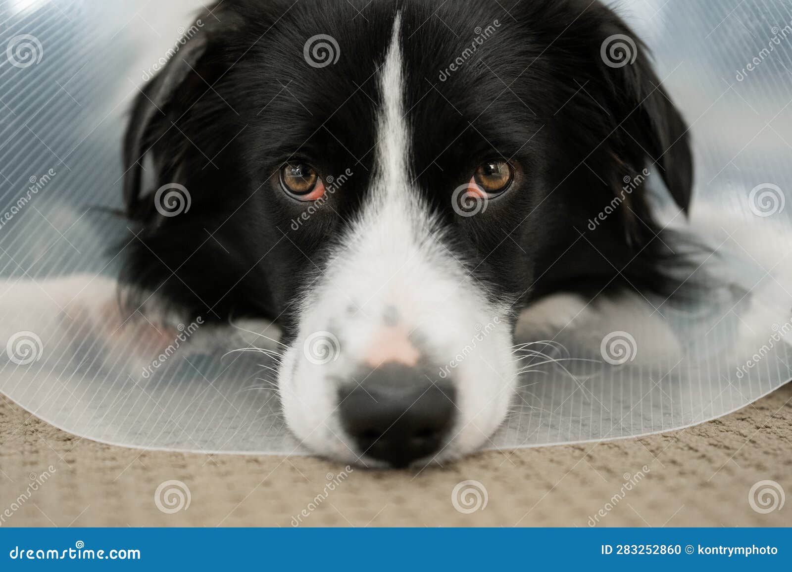 Border Collie Puppy with a Cone Protective Collar Stock Photo - Image ...