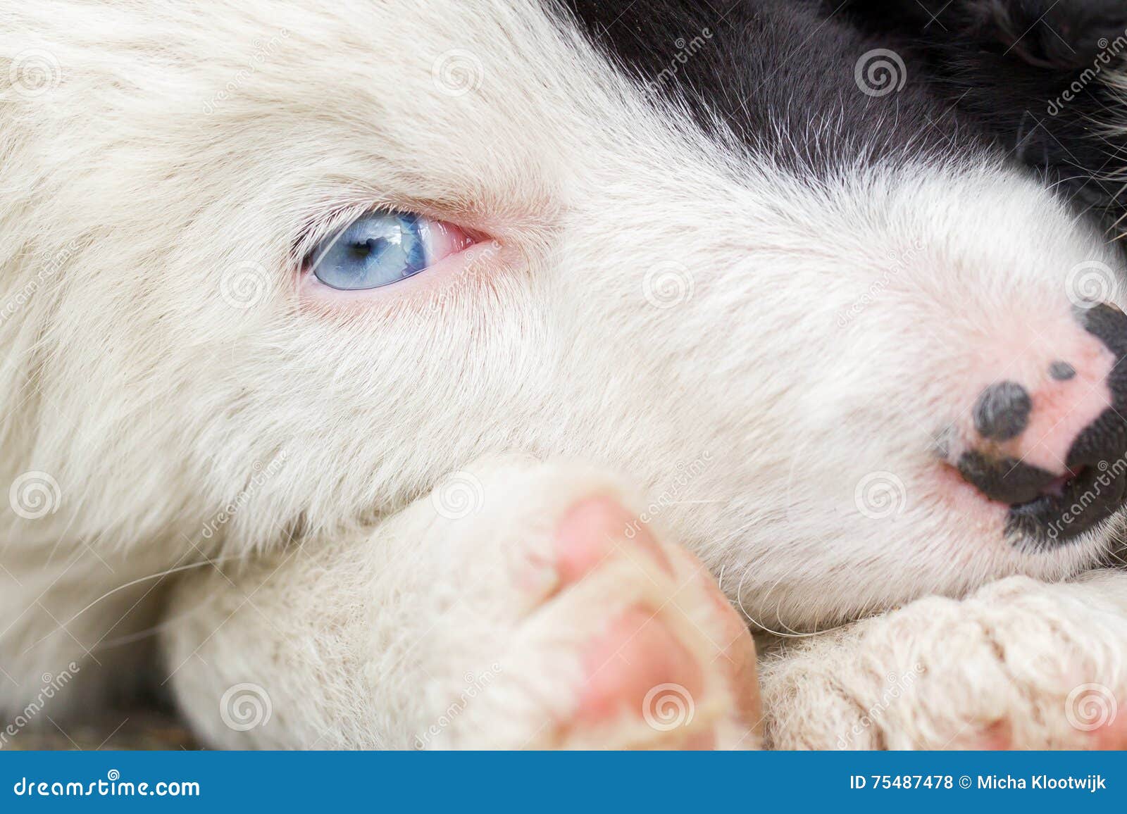 Border Collie Puppy on a Farm Stock Photo - Image of animal, mammal ...