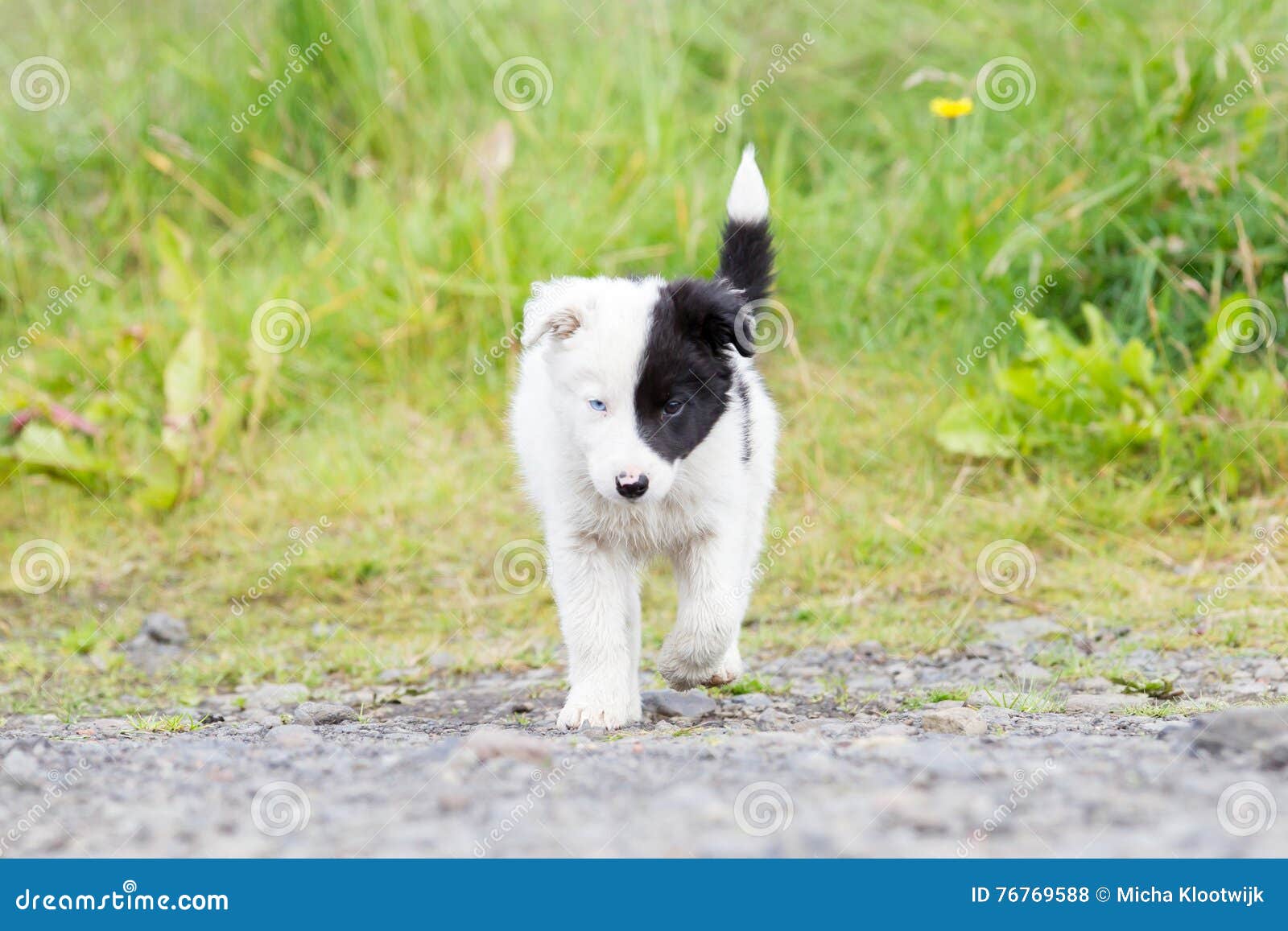 Border Collie Puppy on a Farm Stock Photo - Image of expression, amazed ...