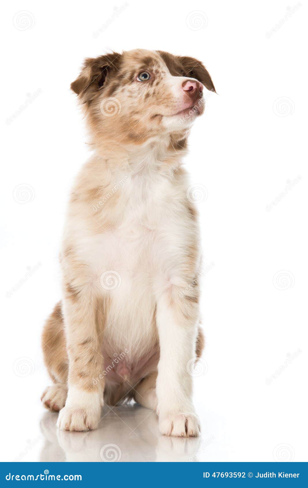 Border Collie Puppy stock photo. Image of collie, looking - 47693592