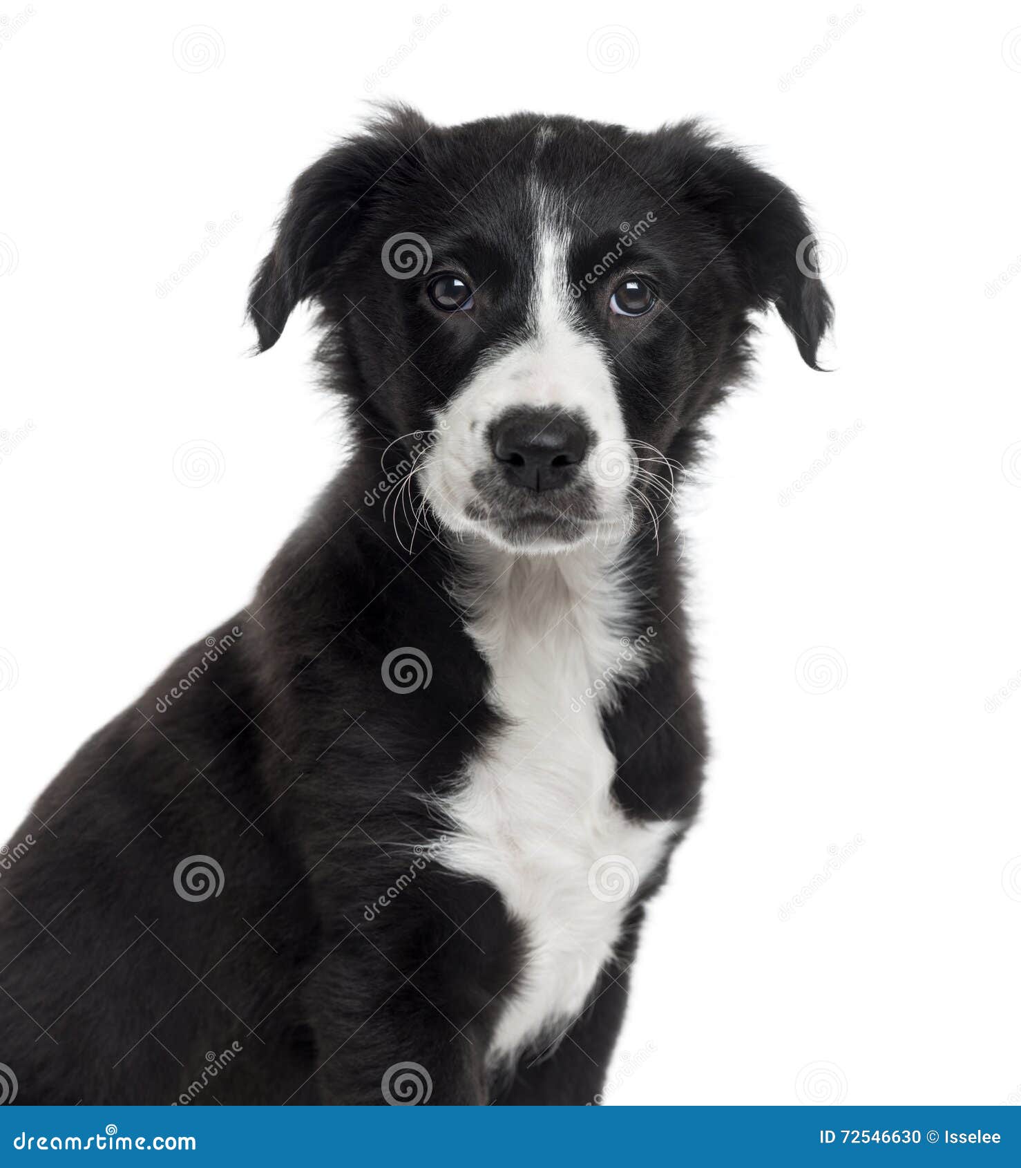 Border Collie Puppy Isolated on White Stock Photo - Image of shot ...