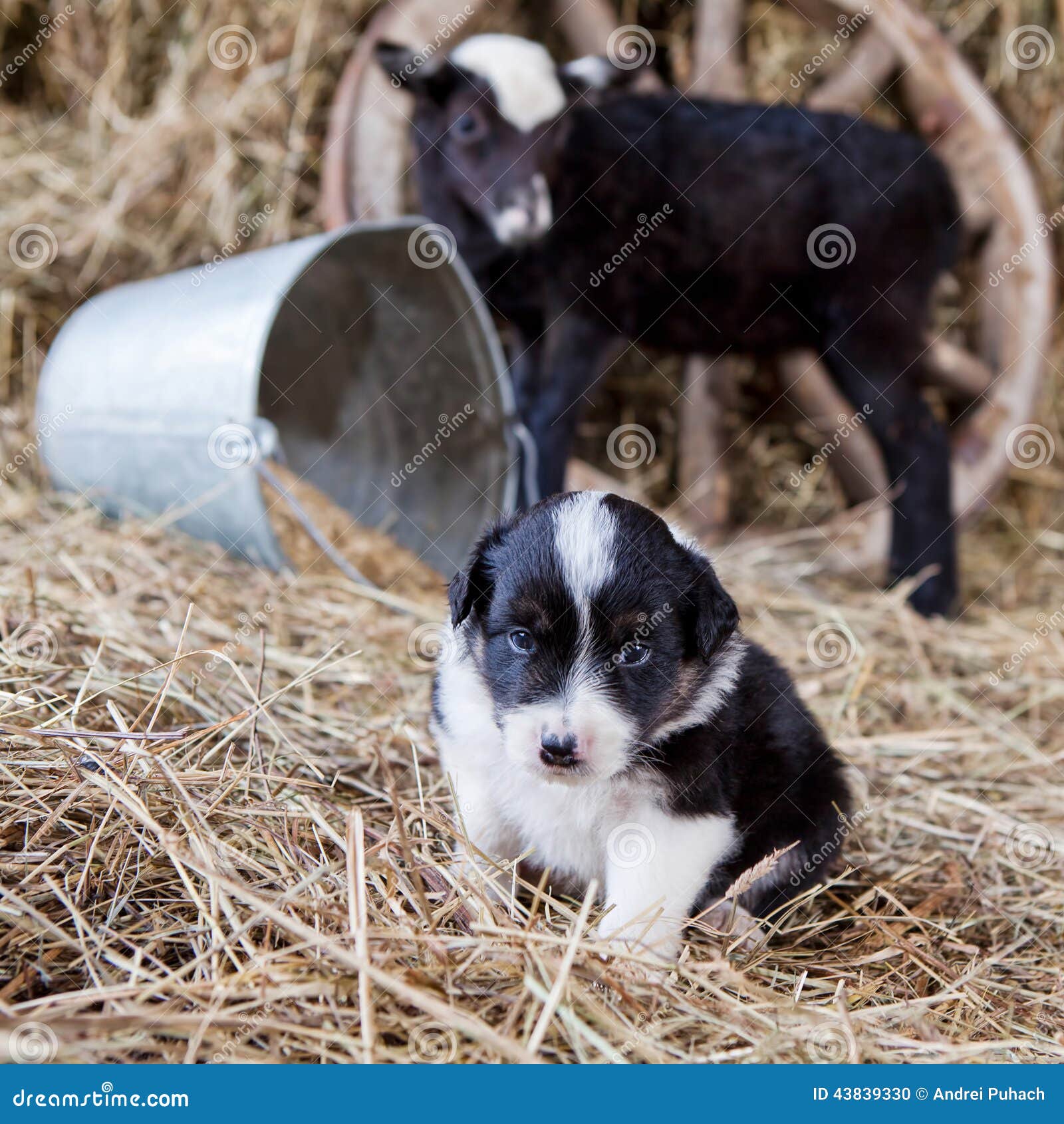 Newborn Border Collie Puppies