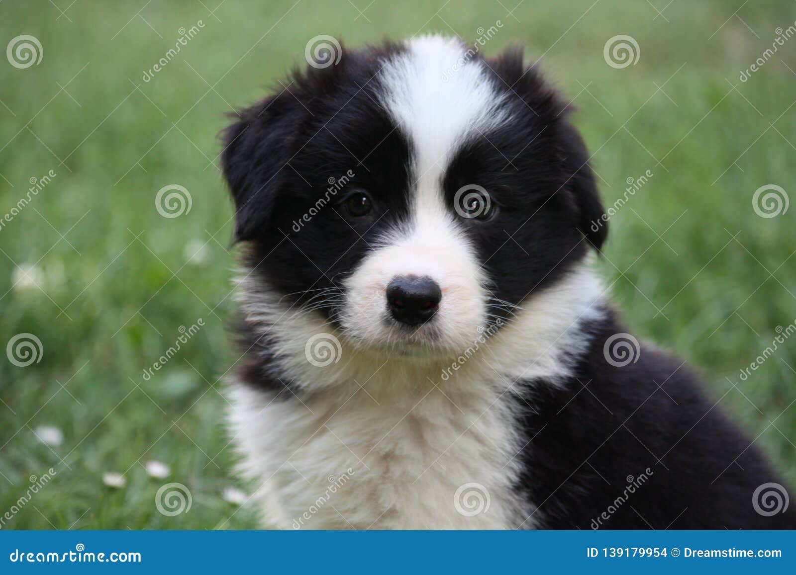 Border Collie puppy stock photo. Image of border, cute - 139179954