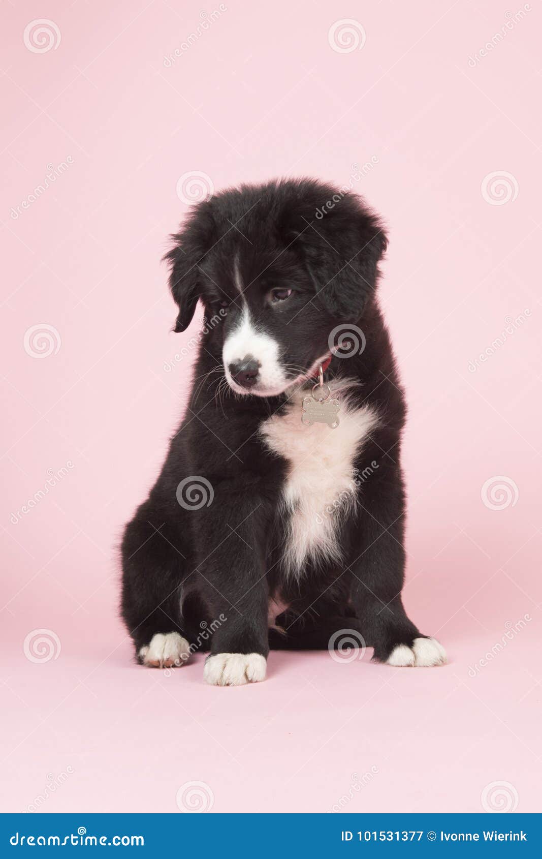 Border Collie Puppy Pink Stock Photos - Download 250 Royalty Free Photos