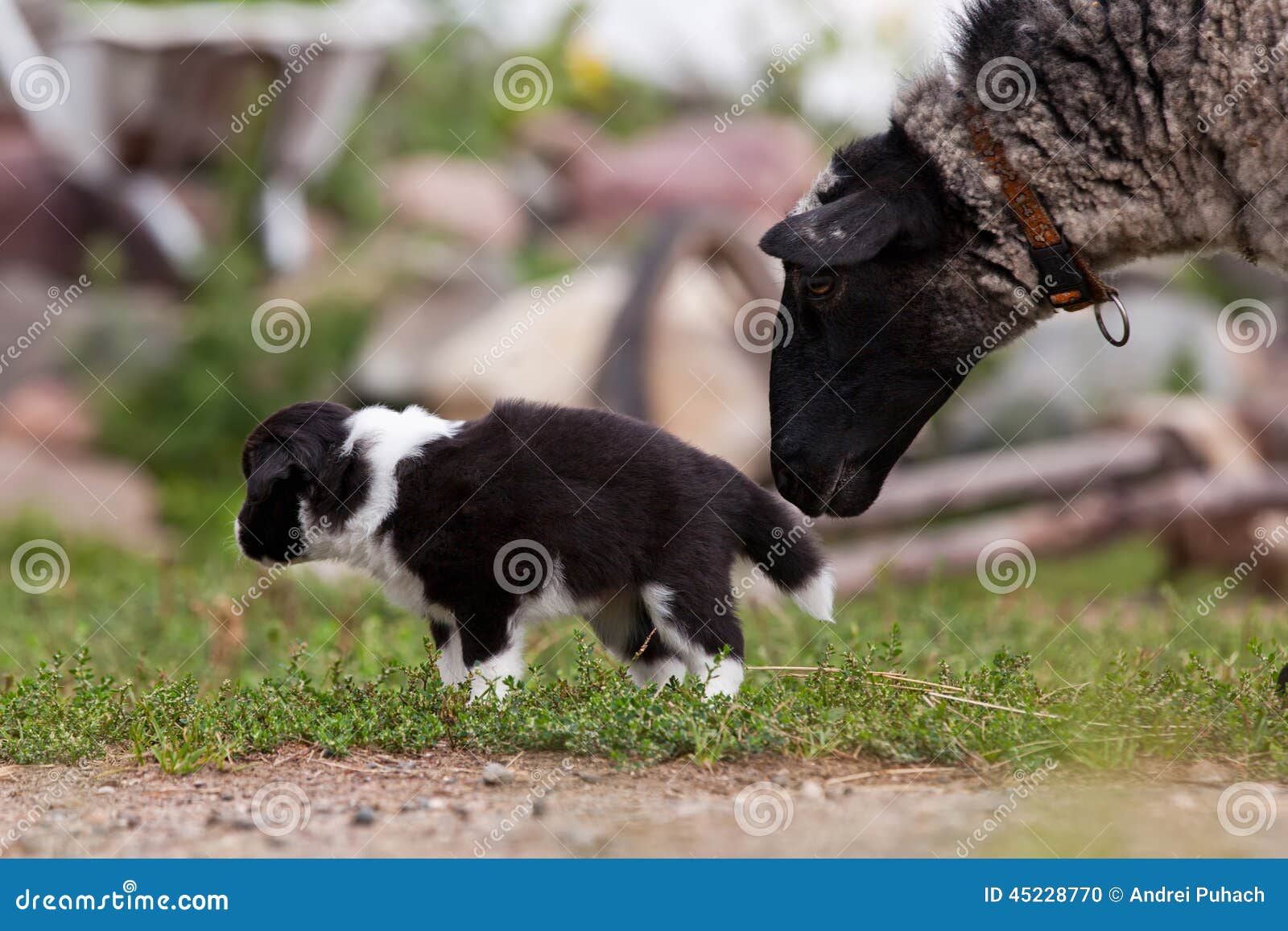 Border Collie Puppy Playing Outside on the Farm Stock Photo - Image of ...