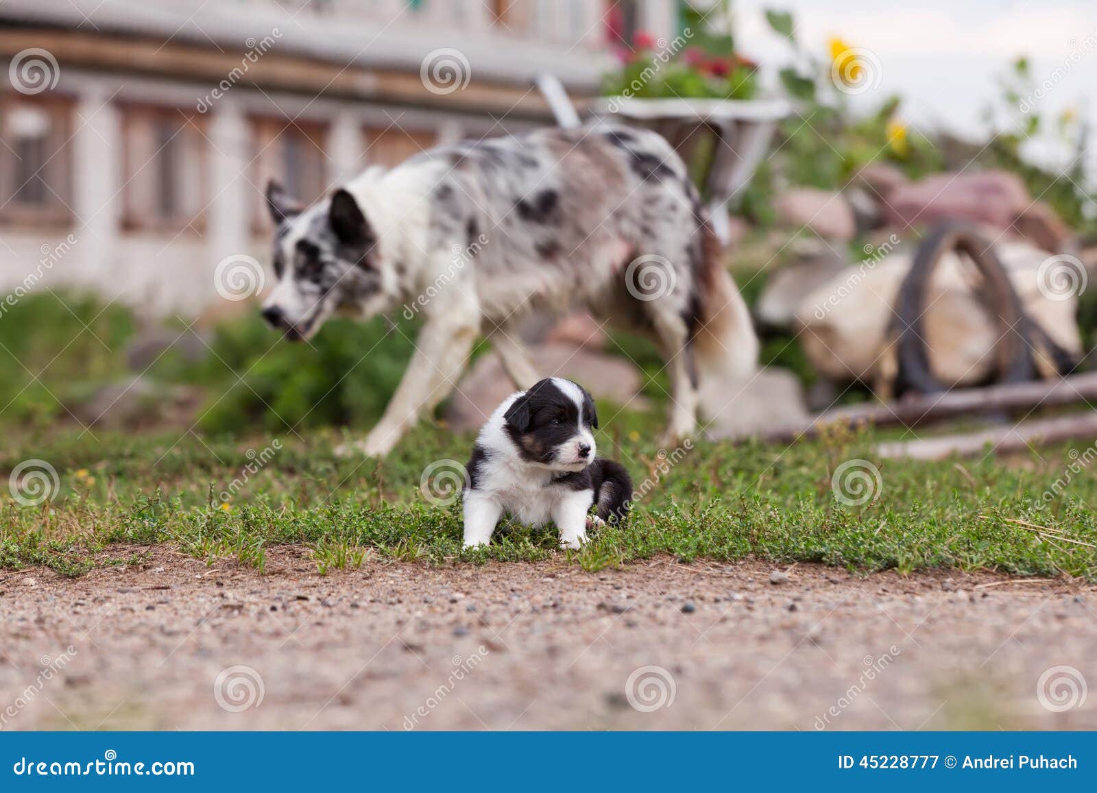 Border Collie Puppy Playing Outside on the Farm Stock Image - Image of ...