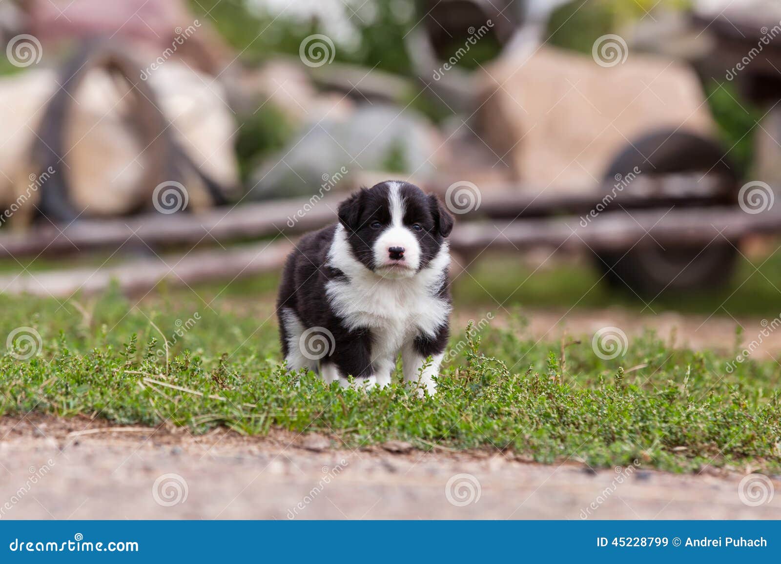 Border Collie Puppy Playing Outside on the Farm Stock Image - Image of ...