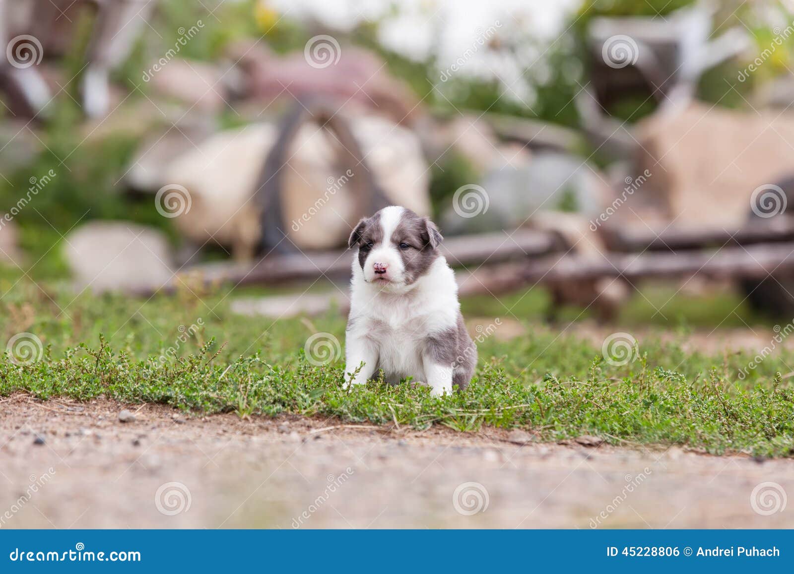 Border Collie Puppy Playing Outside on the Farm Stock Photo - Image of ...