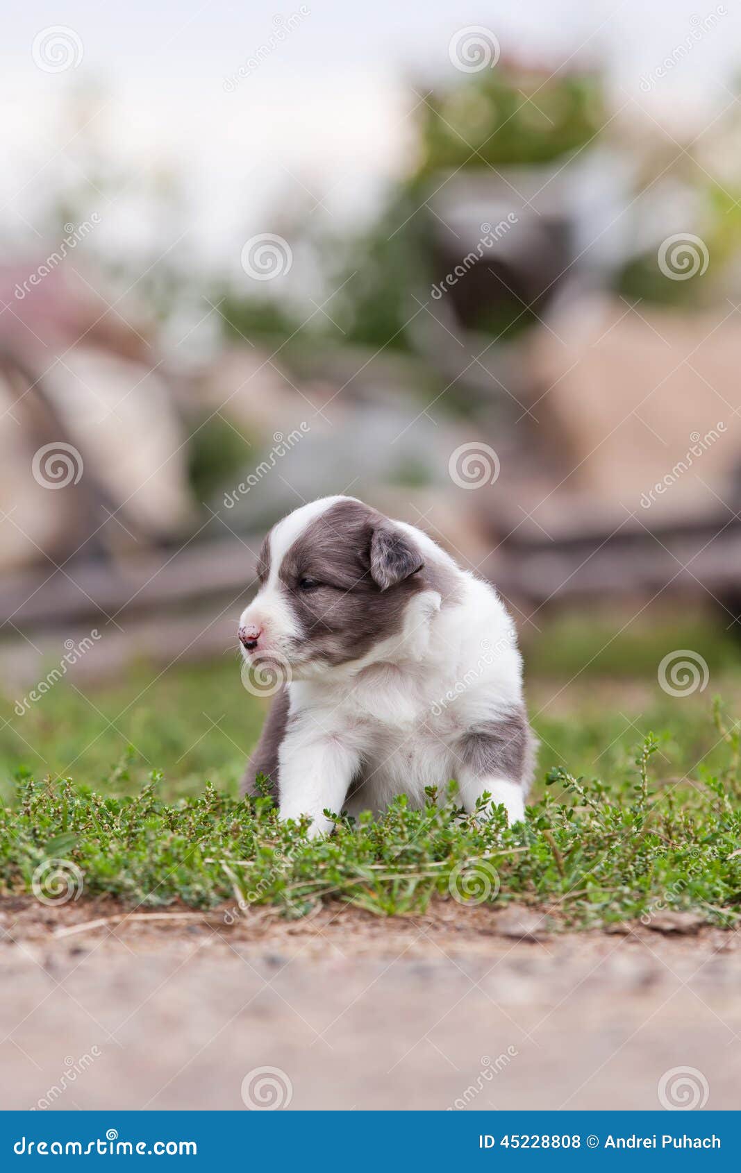 Border Collie Puppy Playing Outside on the Farm Stock Photo - Image of ...