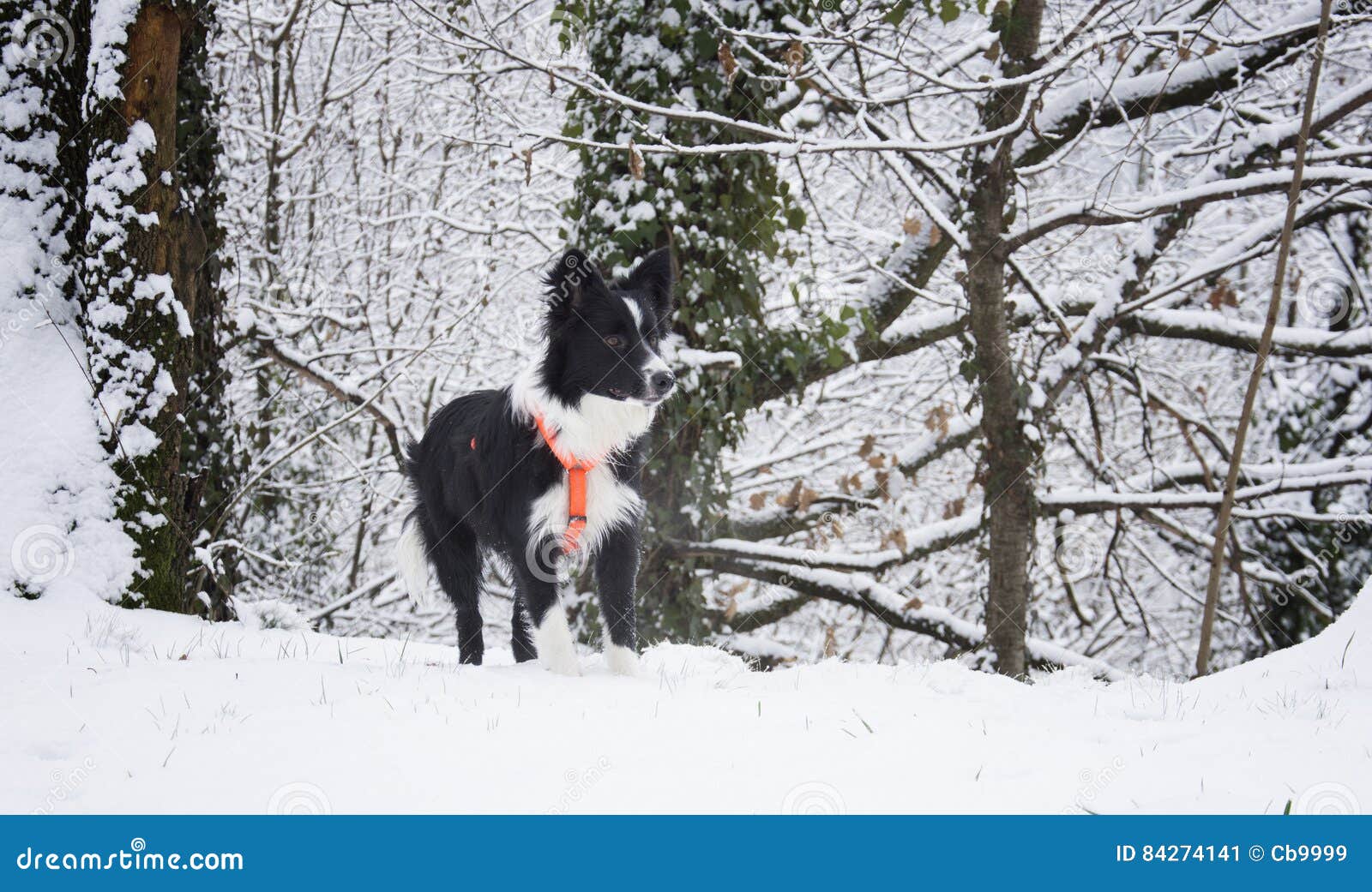 Border Collie Puppy Playing in the Snow Stock Image - Image of nature ...