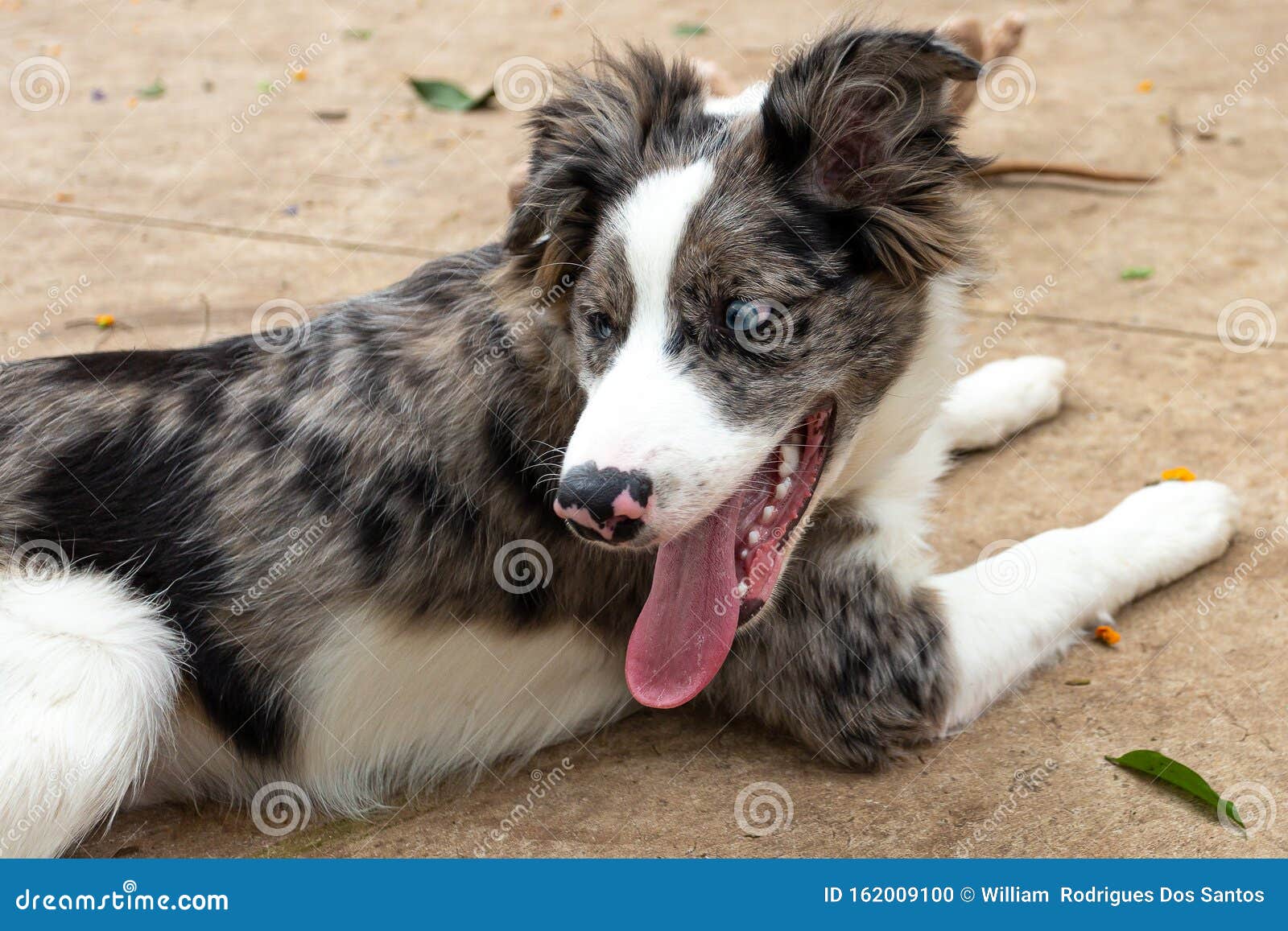 Border Collie Puppy Resting after Playing Stock Photo - Image of ...