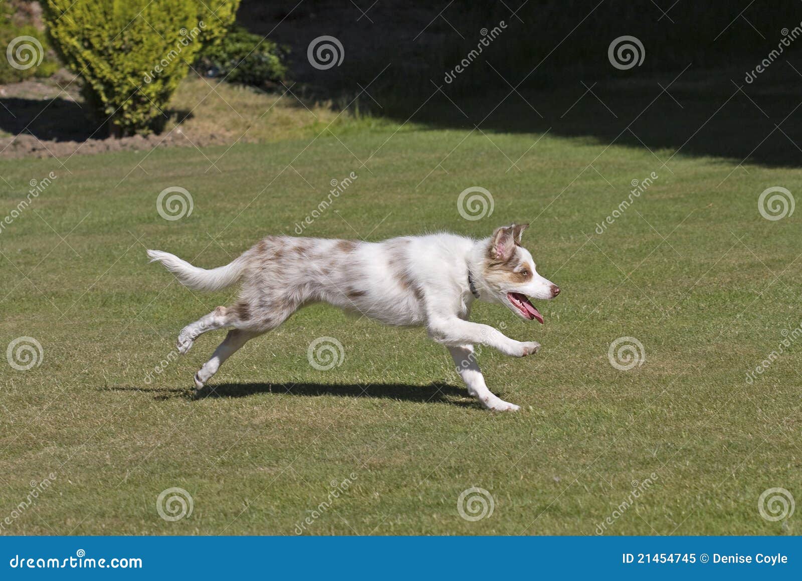 Border Collie Puppy Running Stock Image - Image of herd, collies: 21454745