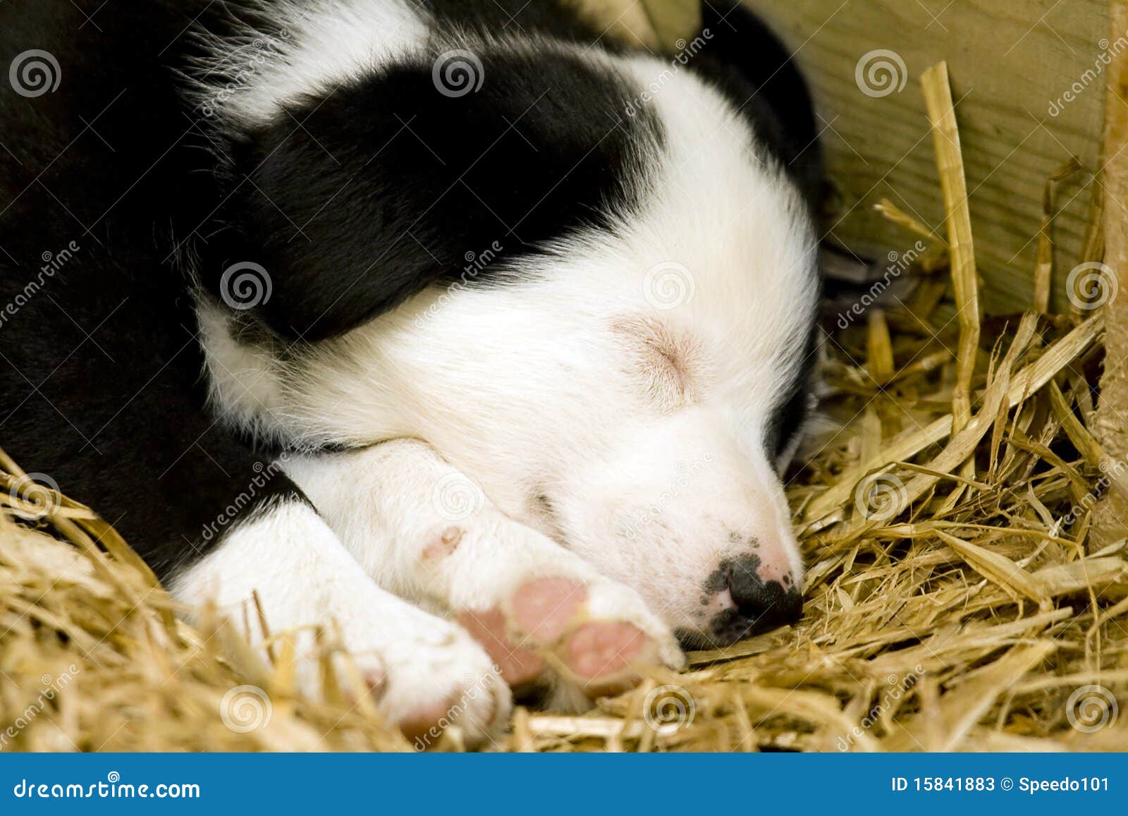 A Border Collie Puppy Sleeping Stock Image - Image of portrait, baby ...