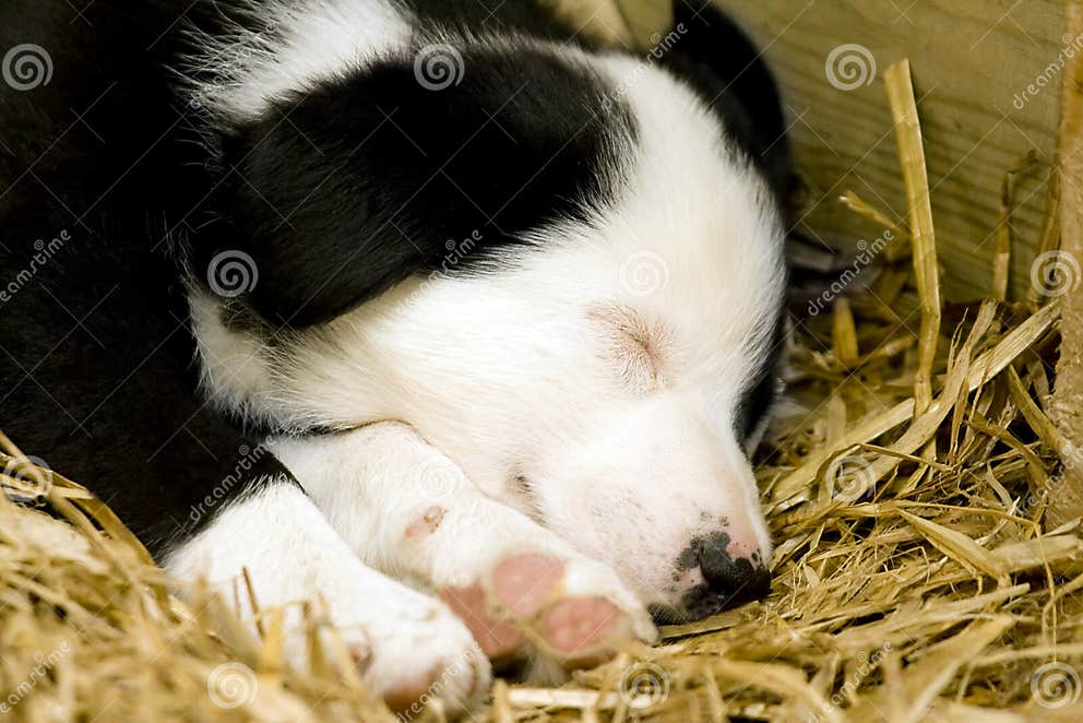 A Border Collie Puppy Sleeping Stock Image - Image of portrait, baby ...