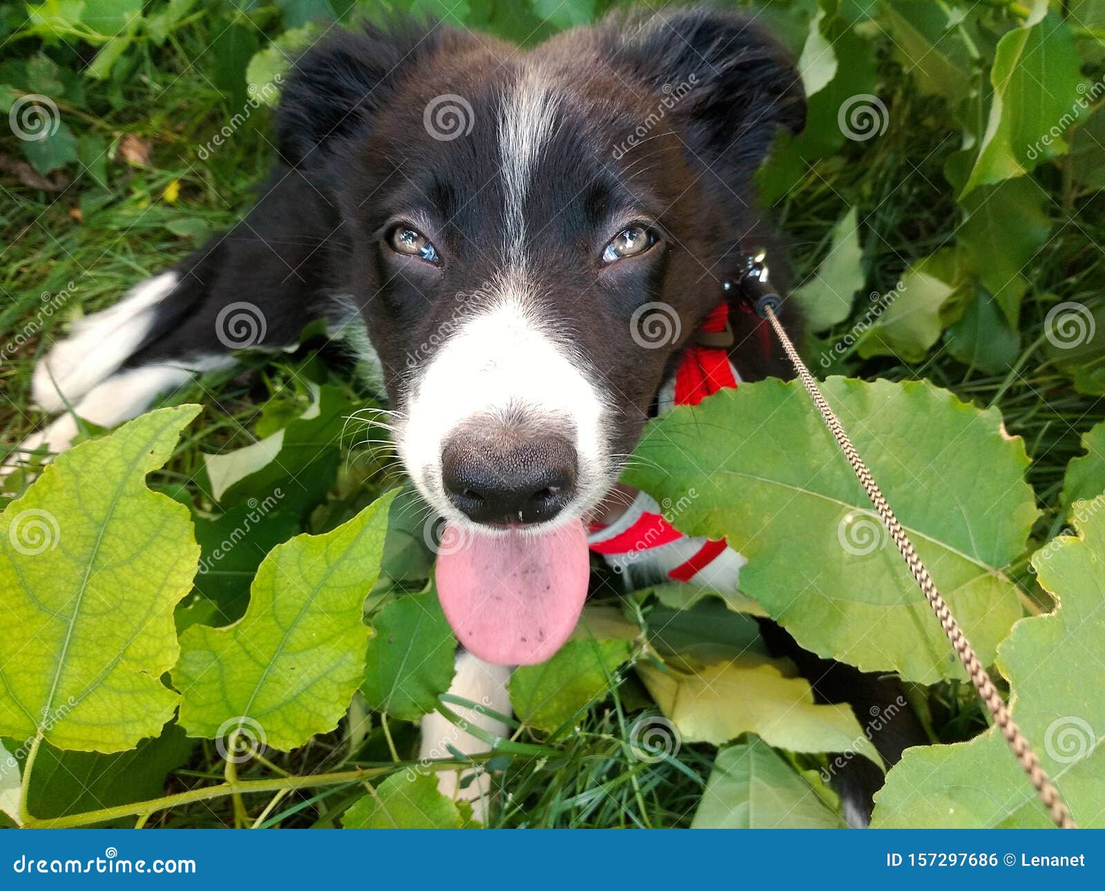Border Collie Puppy Smiling Stock Photo - Image of pedigree, park ...