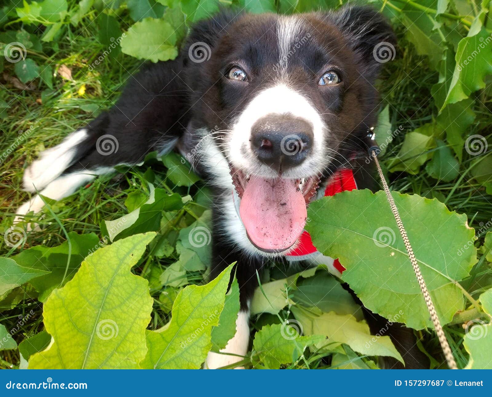 Border Collie Puppy Smiling Stock Image - Image of face, border: 157297687