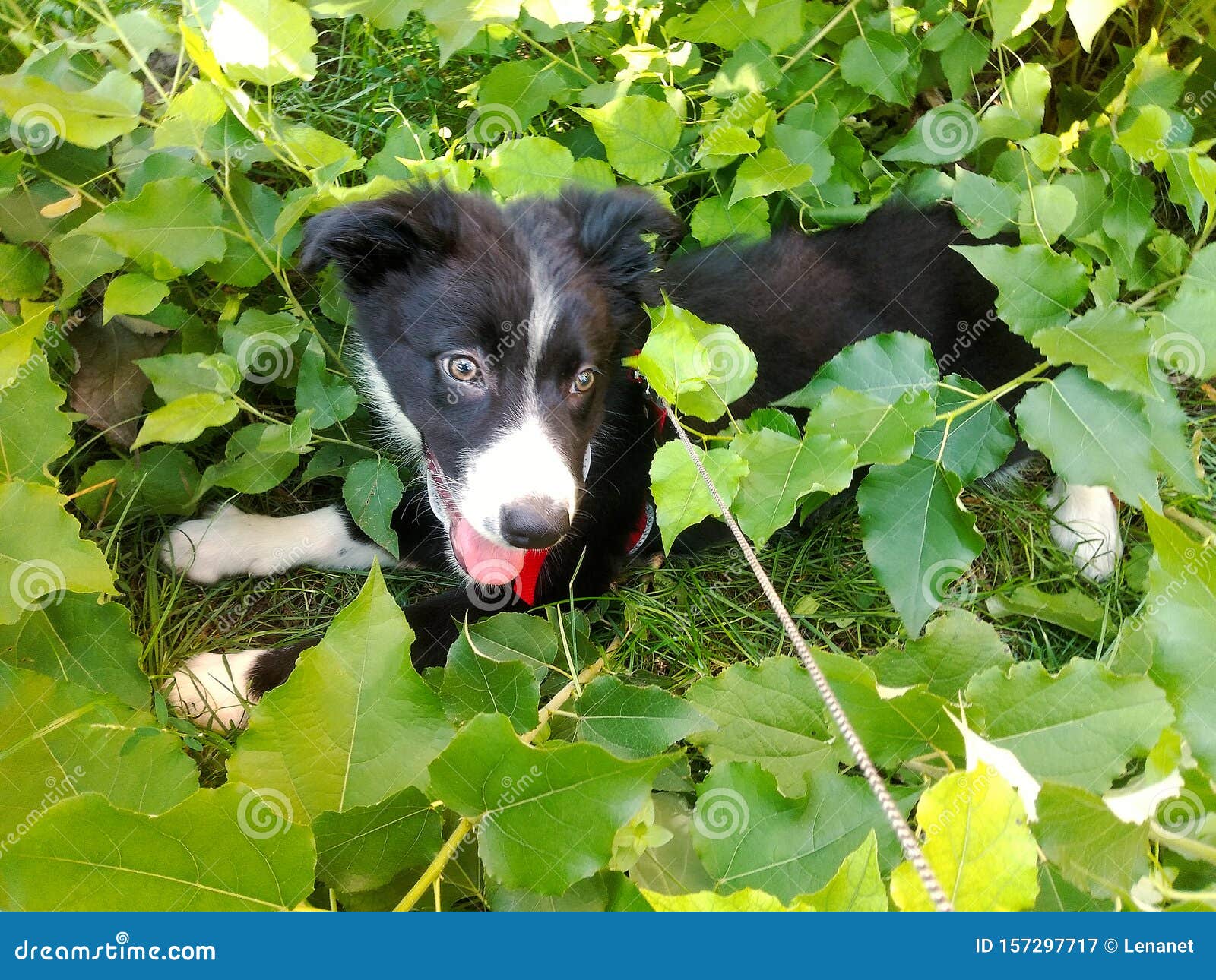 Border Collie Puppy Smiling Stock Image - Image of lying, pedigree ...
