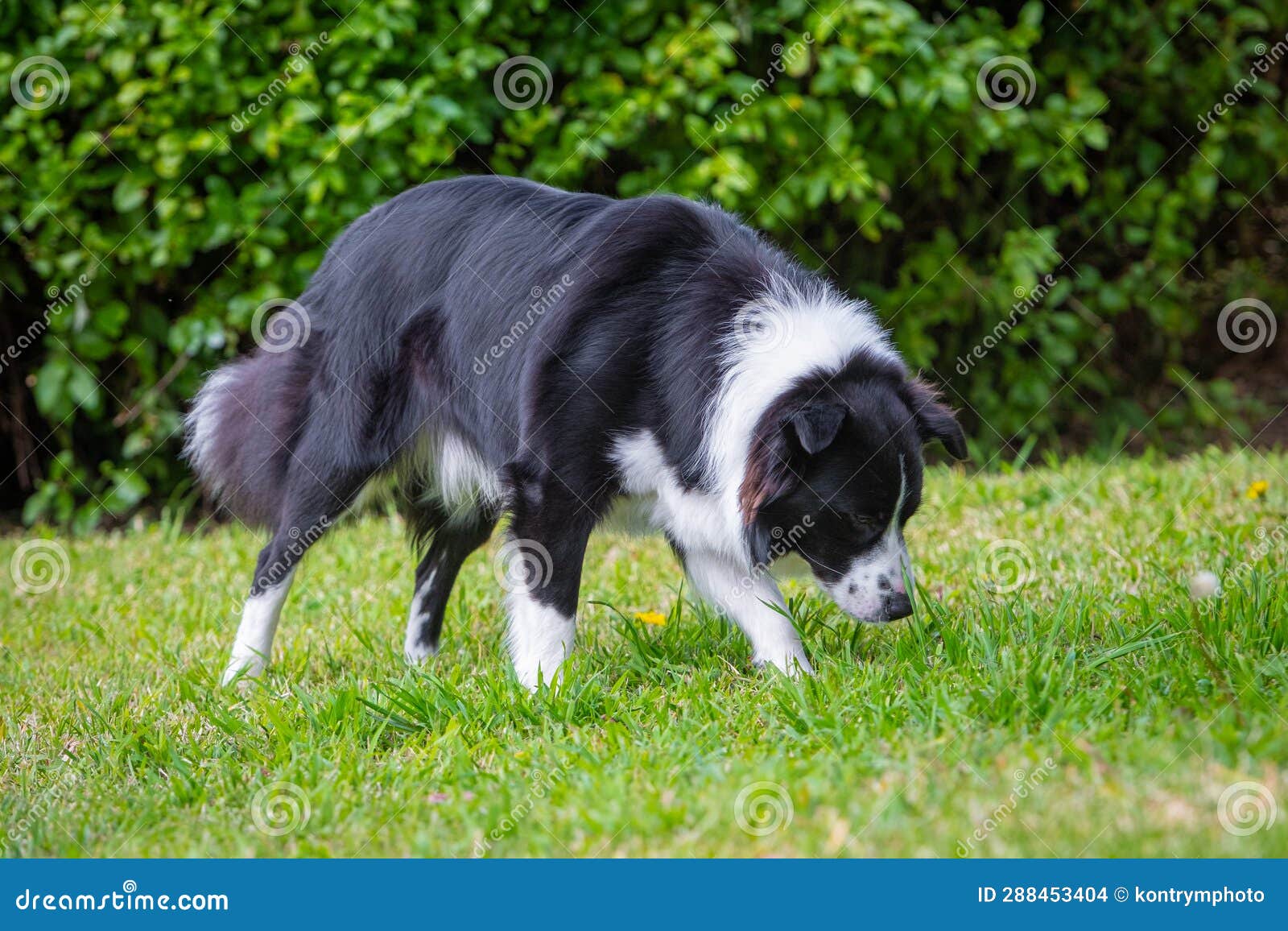 Border Collie Puppy Walking and Sniffing the Grass Stock Photo - Image ...