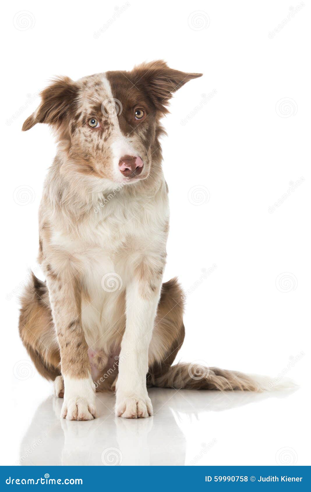 Border collie puppy stock photo. Image of camera, animal - 59990758