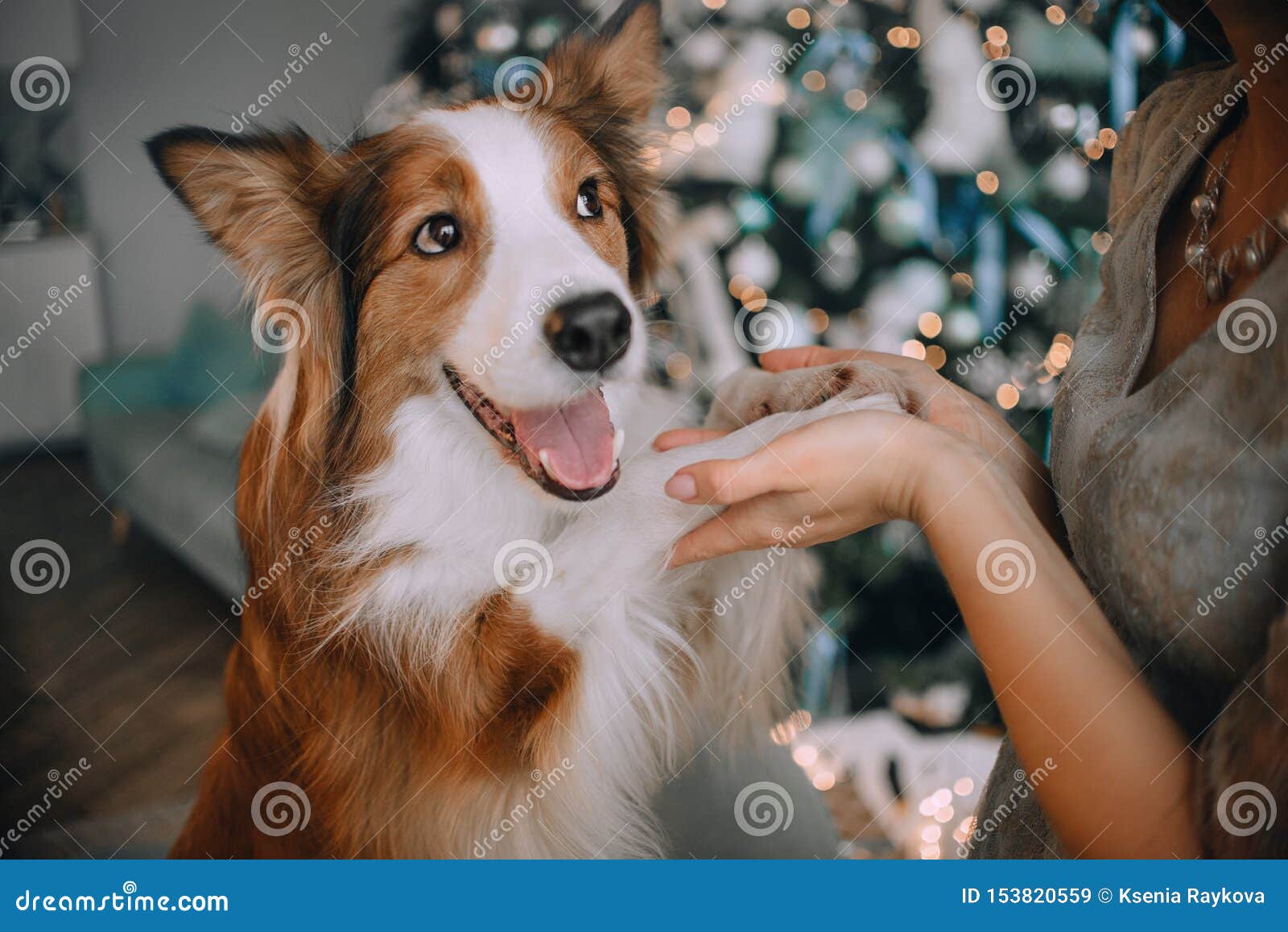 Border Collie Put the Paws in the Hands Stock Image - Image of lights ...