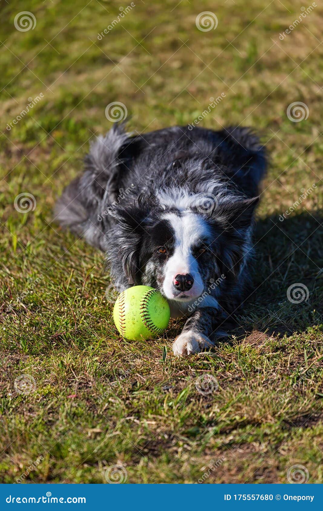 Playful Border Collie stock photo. Image of friendly - 175557680