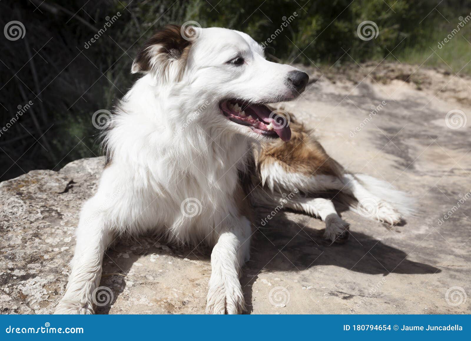 Border collie resting stock photo. Image of border, looking - 180794654