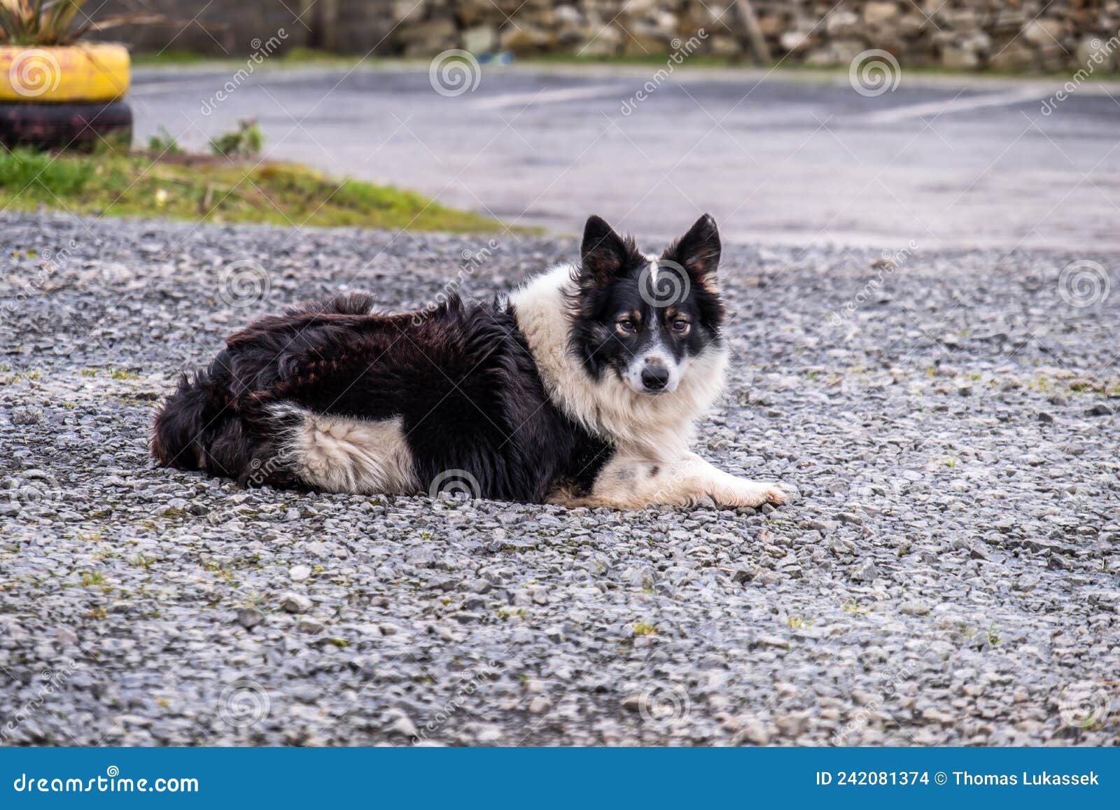 Irish Border Collie