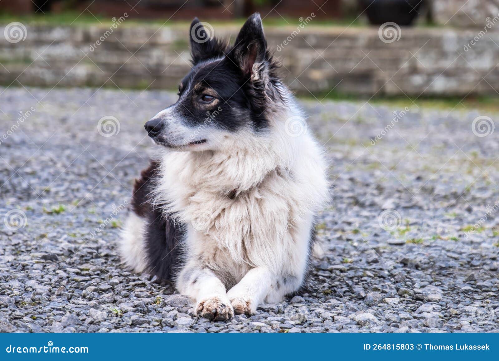 Border Collie Resting in Front of a Castle in Ireland Stock Image ...