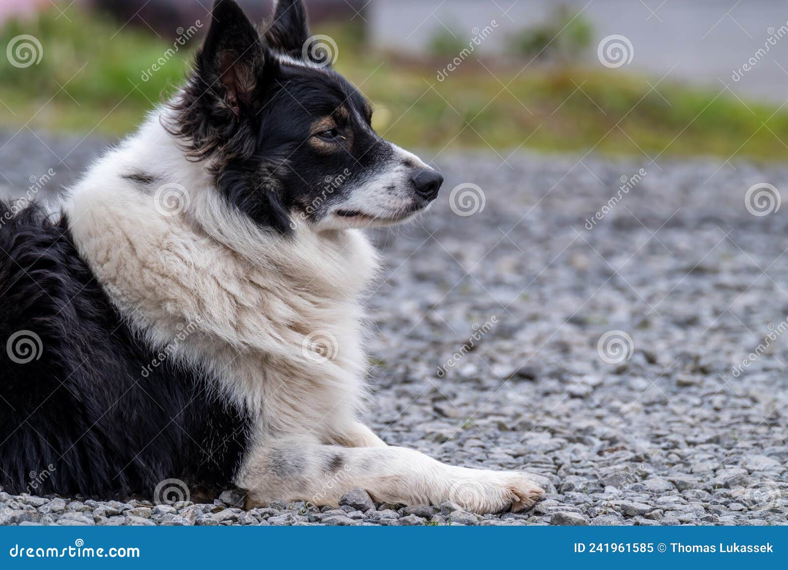 Border Collie Resting on the Stones in Ireland Stock Image - Image of ...
