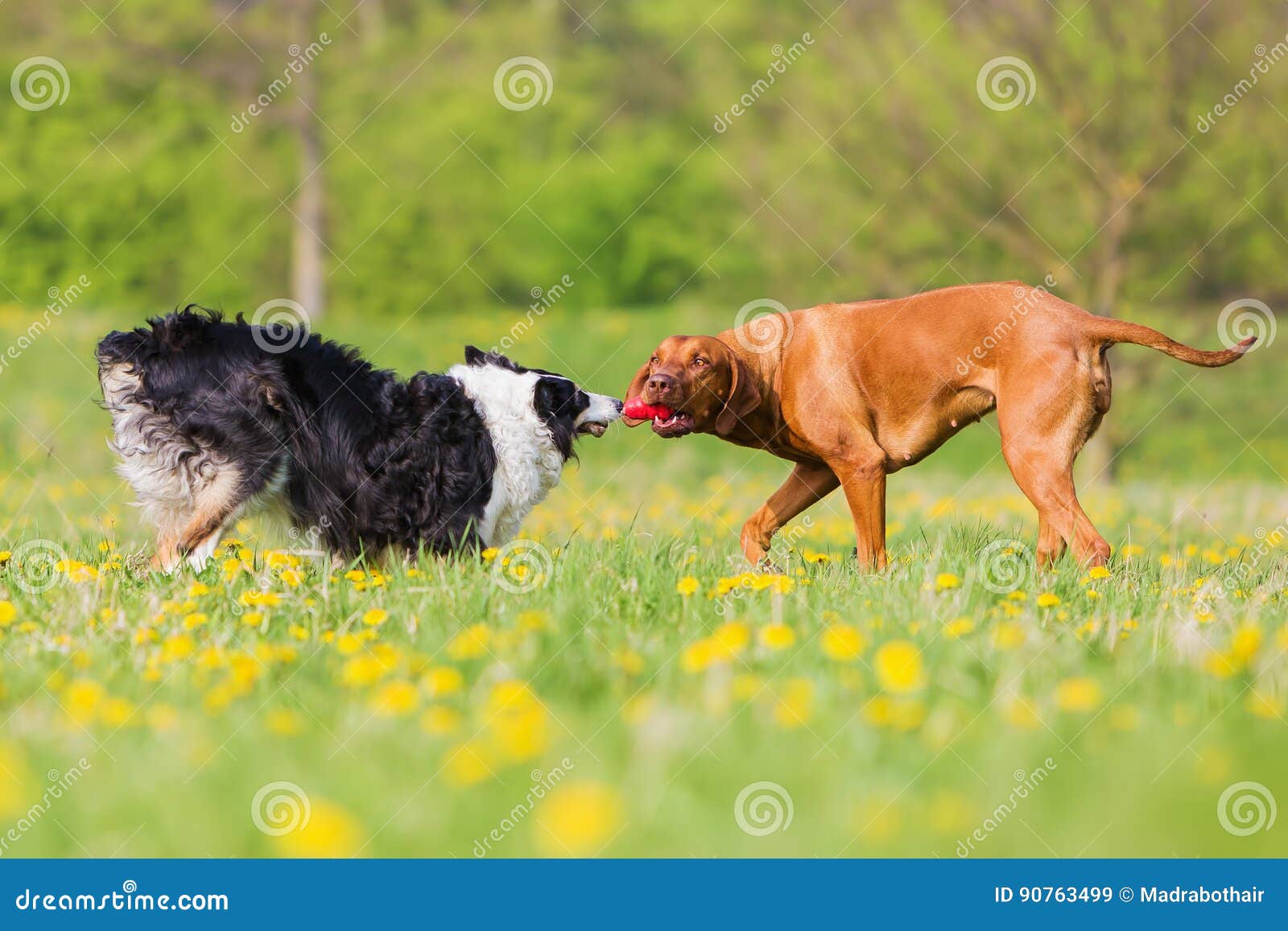 Border Collie and Rhodesian Ridgeback Fighting for a Toy Stock Image ...