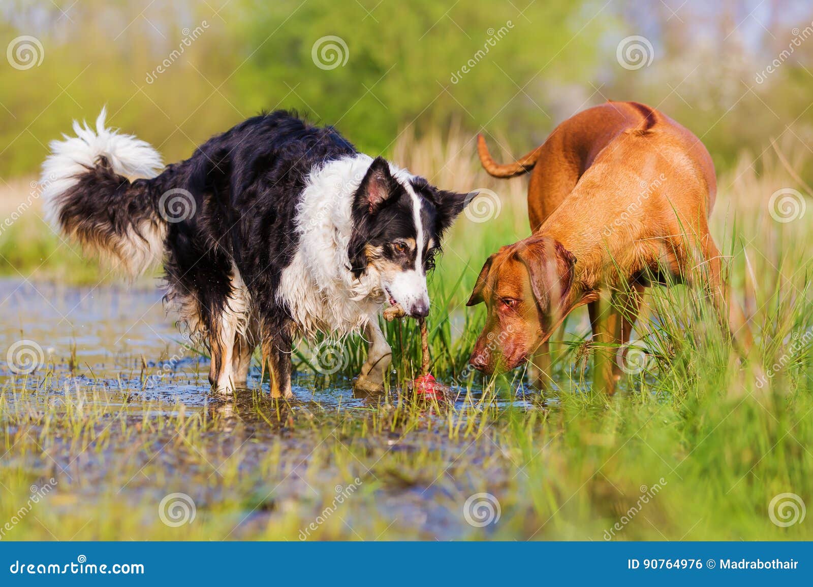 Border Collie and Rhodesian Ridgeback in the Water Stock Photo - Image ...