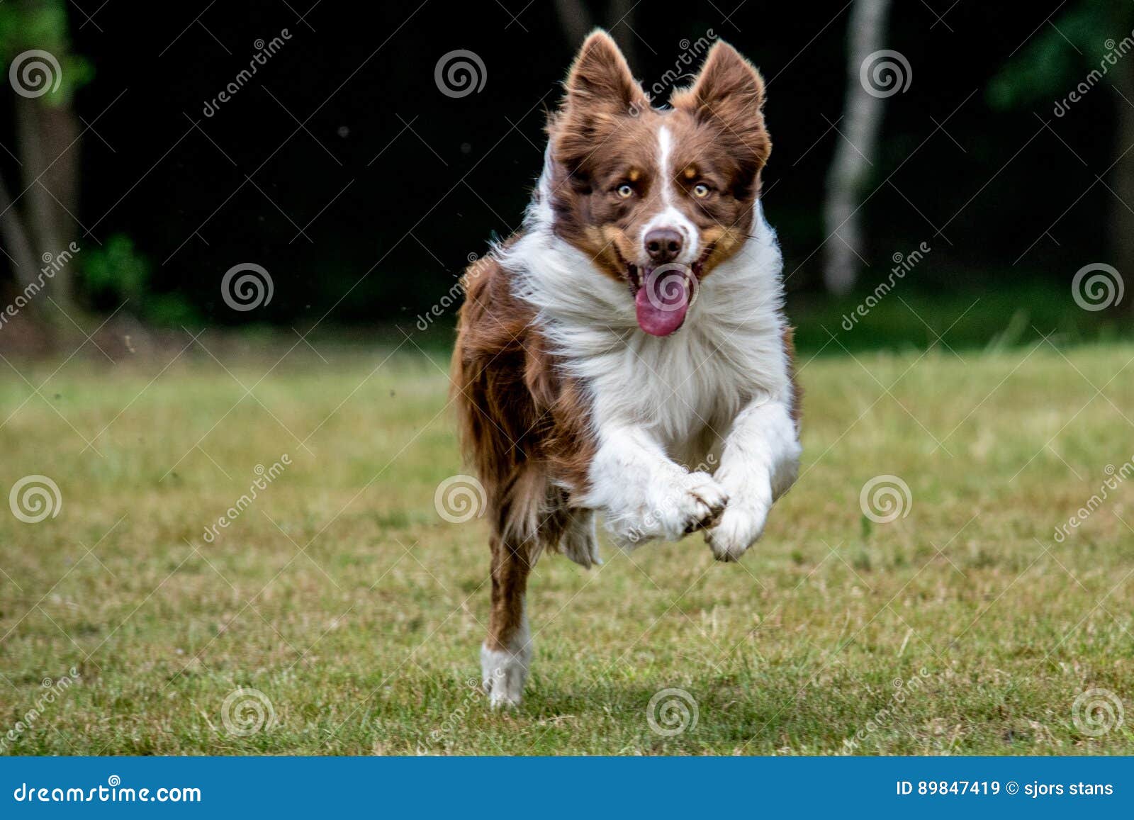 Border Collie stock image. Image of catching, running - 89847419