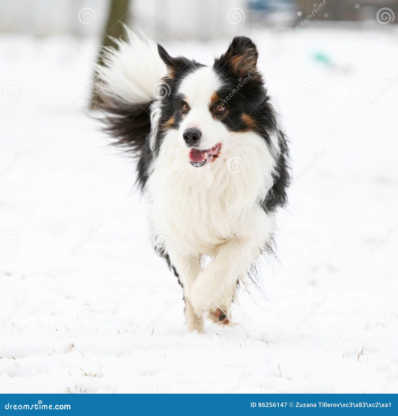 Border collie running stock image. Image of snowdrift - 86256147