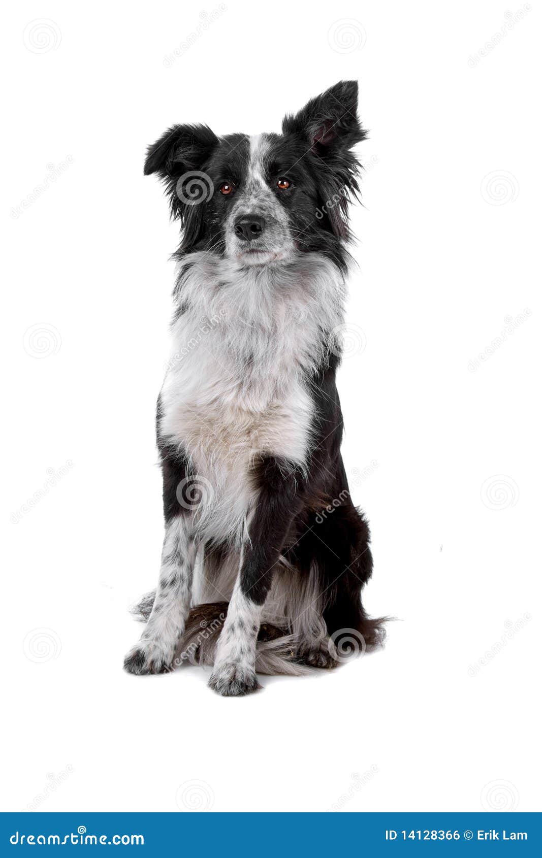 Border collie sheepdog stock photo. Image of looking - 14128366