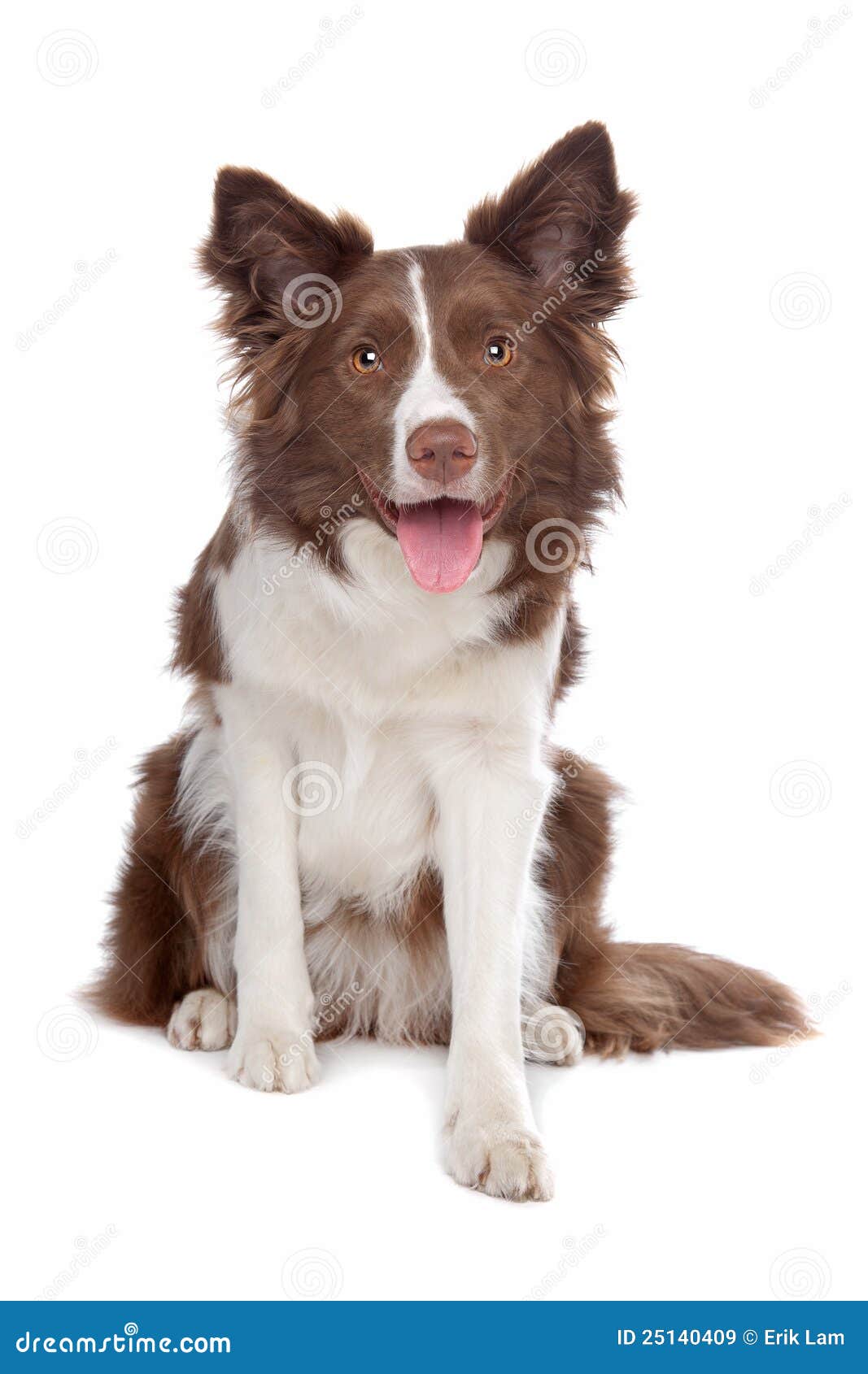 Border Collie Sheepdog Royalty Free Stock Images - Image: 25140409