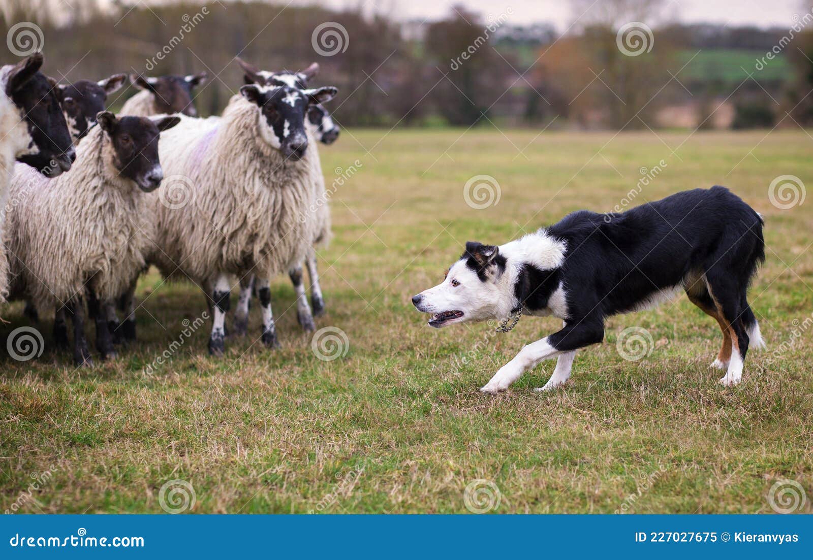 Why Are Sheep Scared Of Dogs